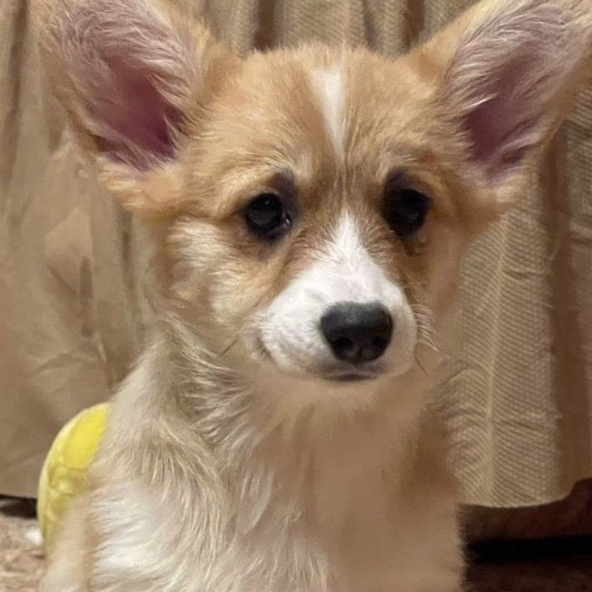 Вельш Корги Пемброк, щенок