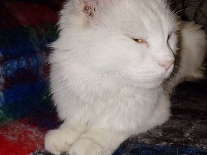 Турецкая ангора кот