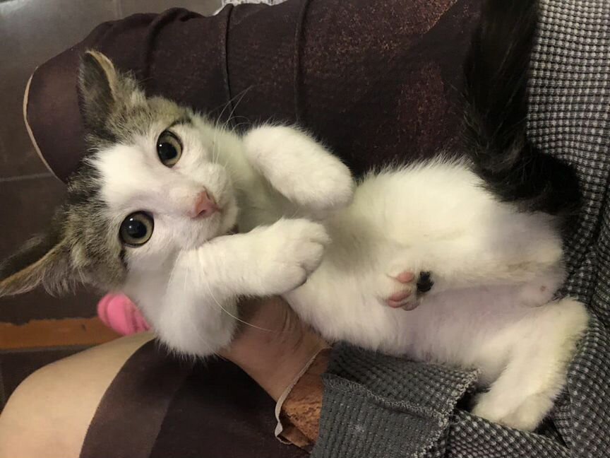 Котенок в добрые руки