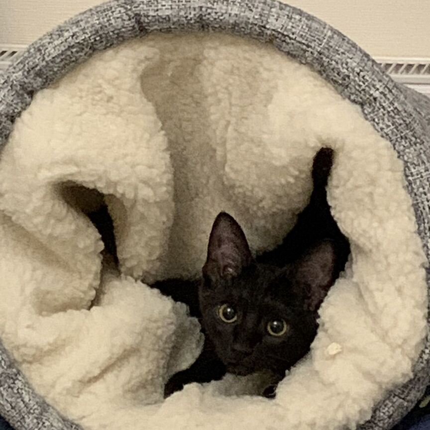 Теплый домик для кошки