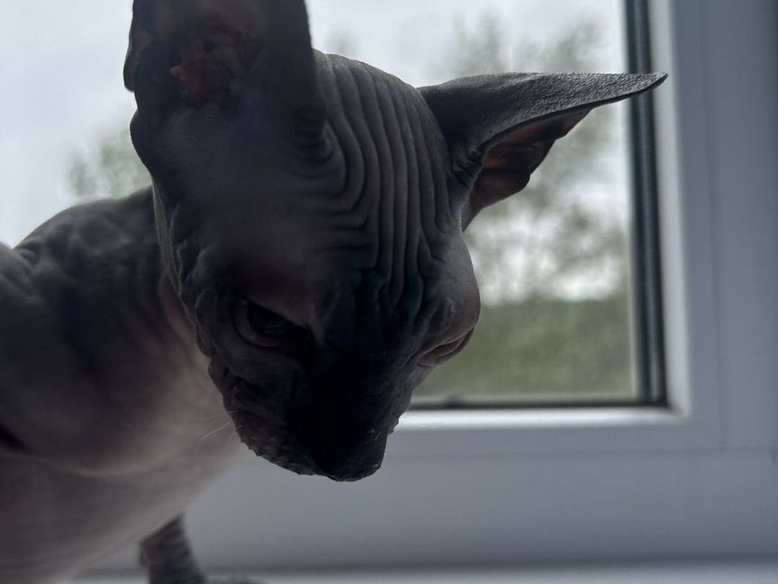 Донской сфинкс