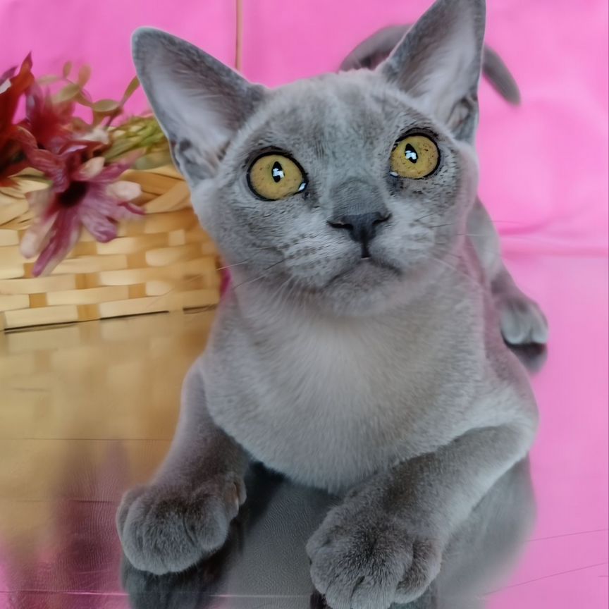 Европейский бурманский котёнок