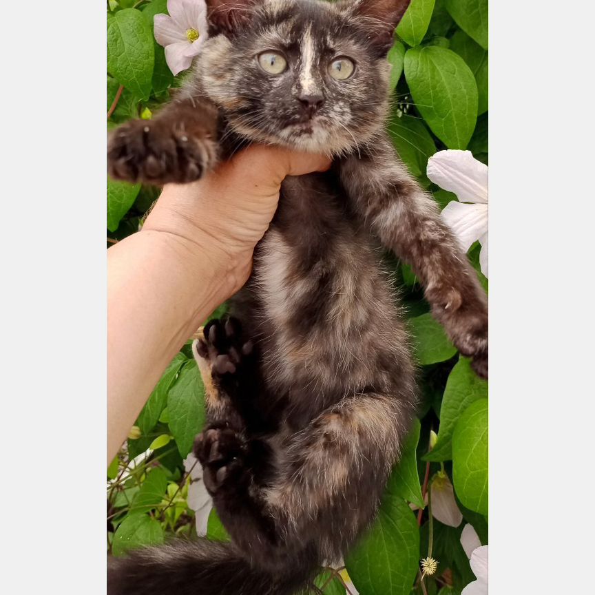Котенок (кошечка) в добрые руки