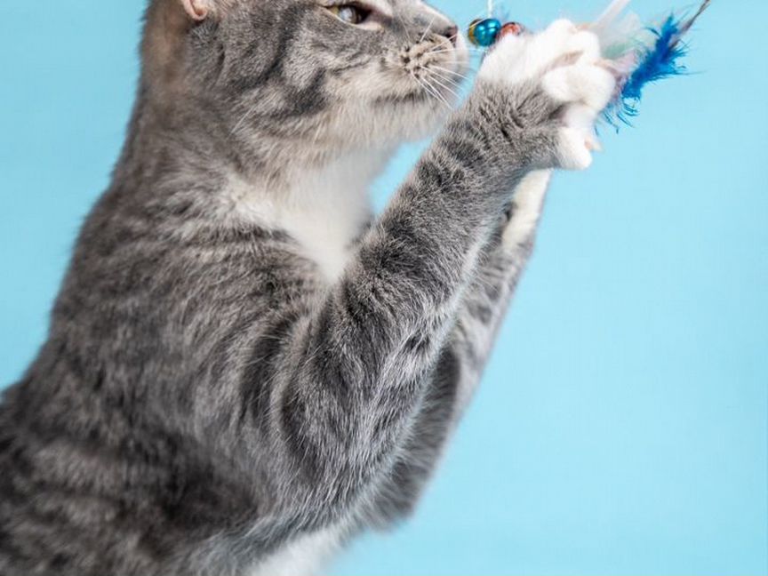 Билли серый котенок