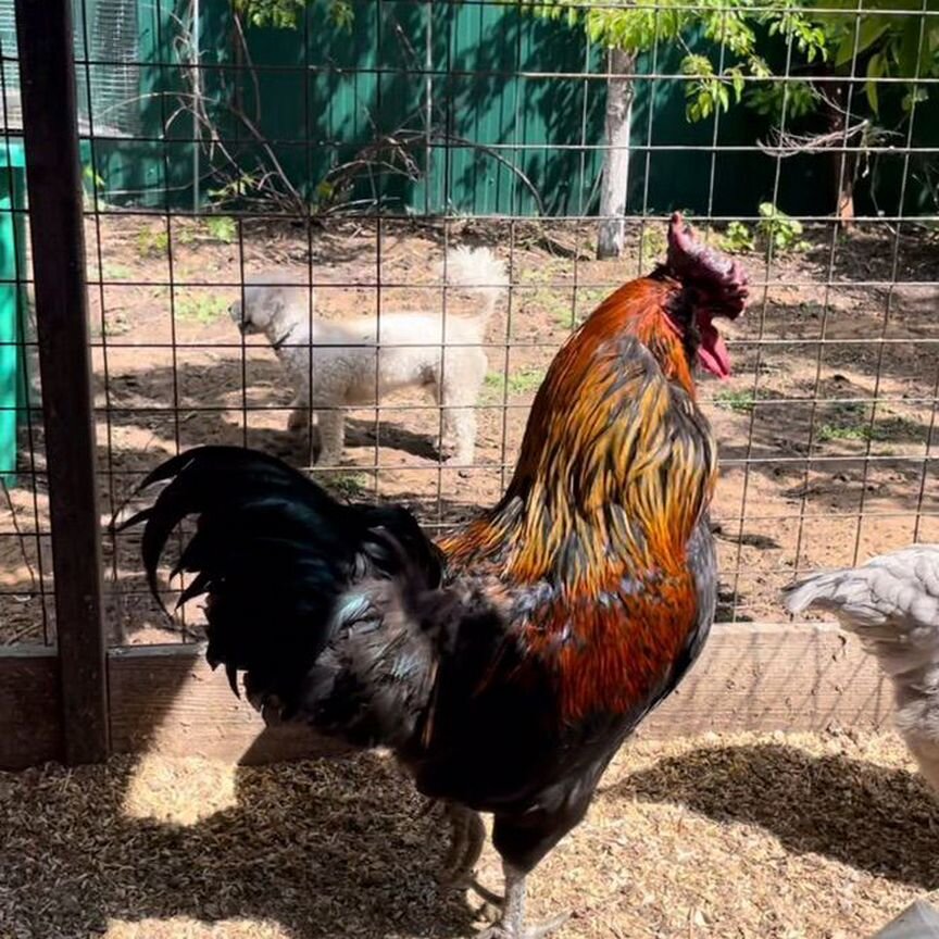 Петух красивый королевский с короной петухи