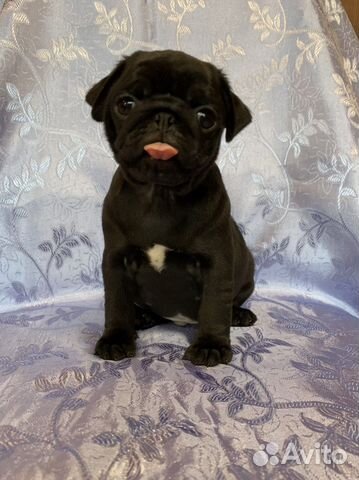 Мопс черный мальчик