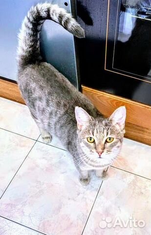 Молодой котик Кроша 1 годик ищет семью