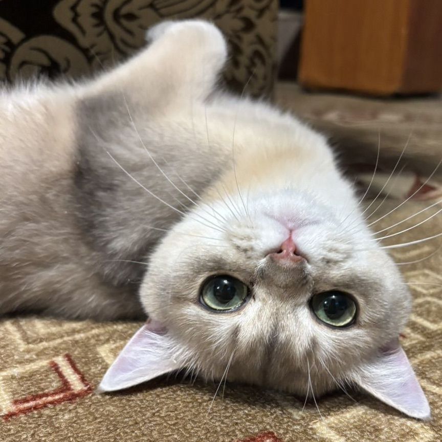 Шотландский прямоухий короткошёрстный котёнок