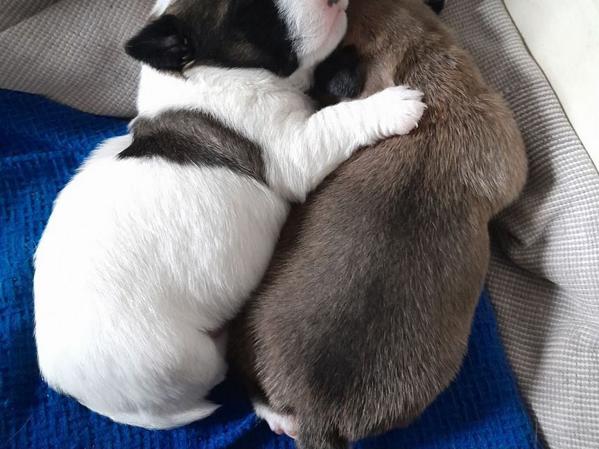 Щенки джек Рассел терьер бесплатно