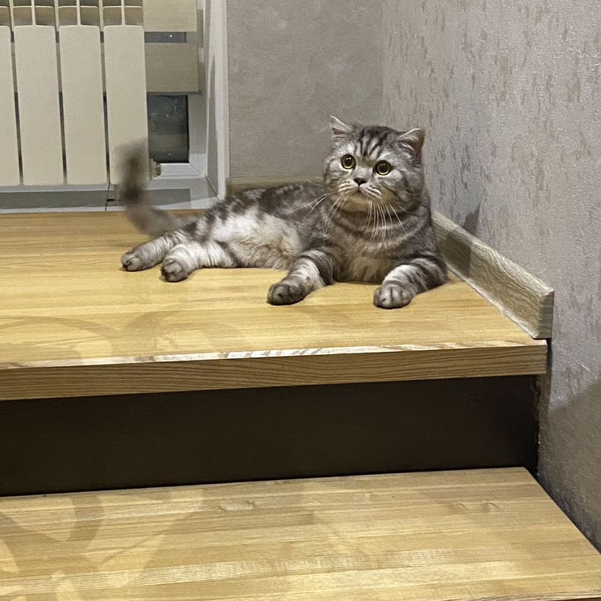 Кот шотландец в добрые руки