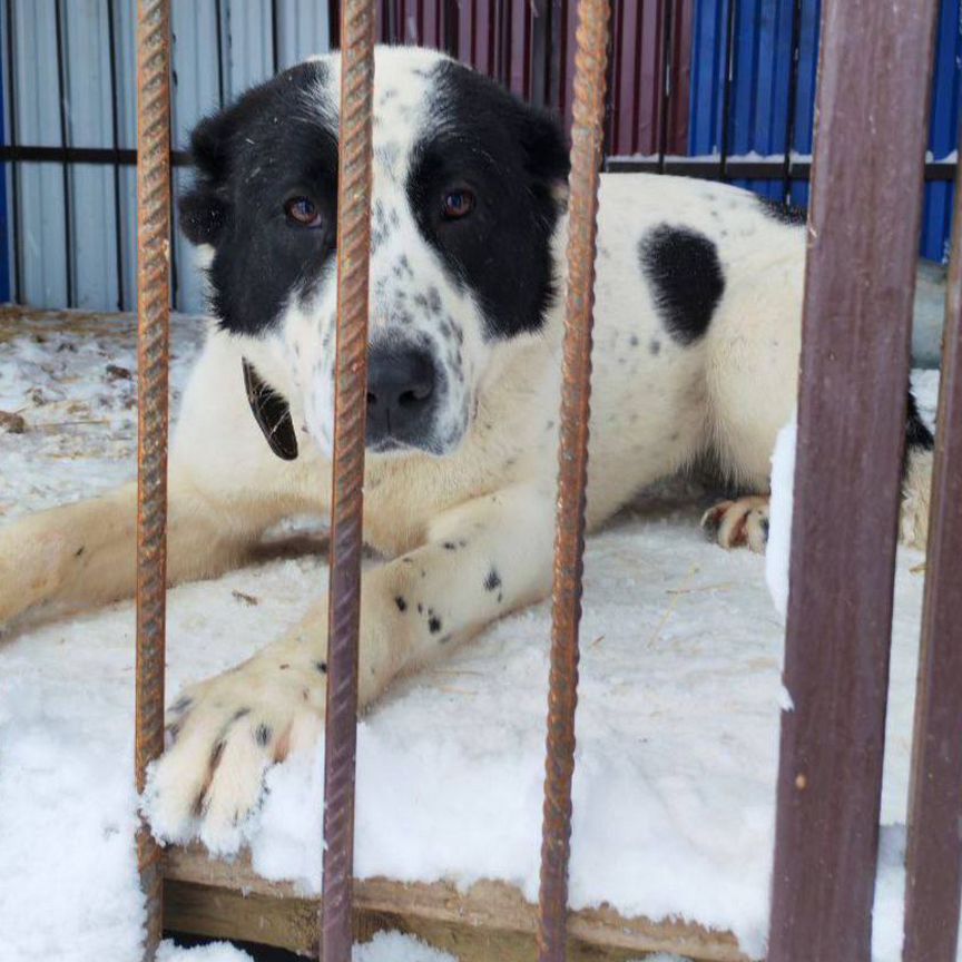 Среднеазиатская овчарка, взрослая собака