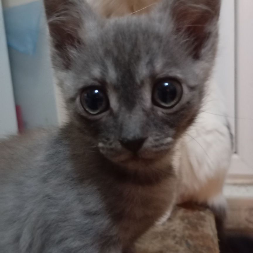 Кот Дарик 2,5 месяца