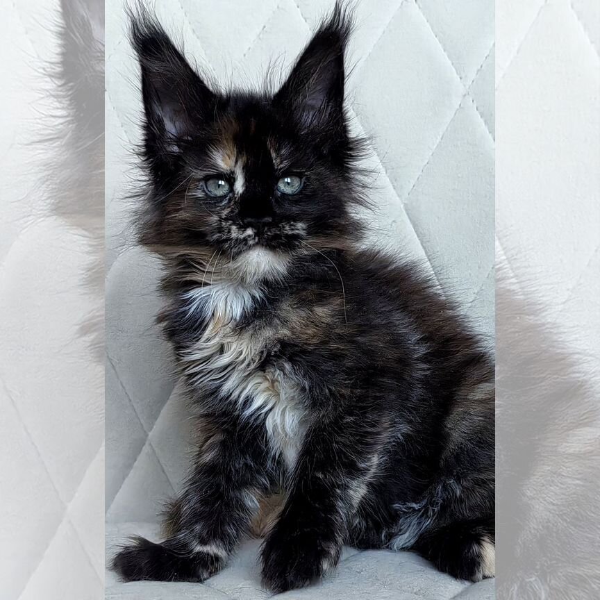 Мейн-кун котёнок