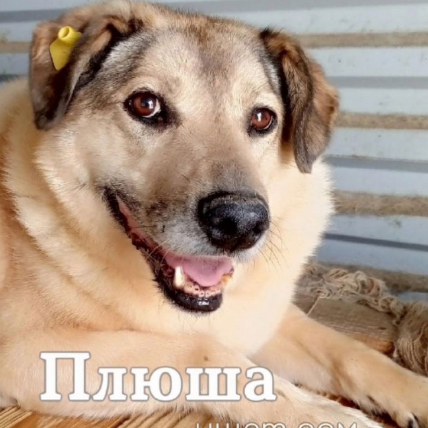 Взрослая собака в добрые руки