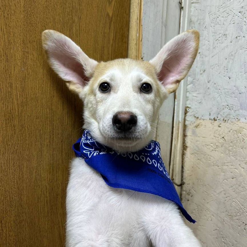 60 секунд и жизнь Краша оборвалась