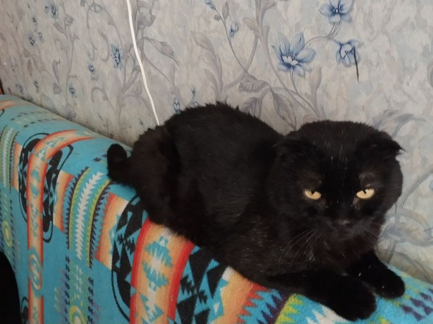 Шотландский вислоухий кот