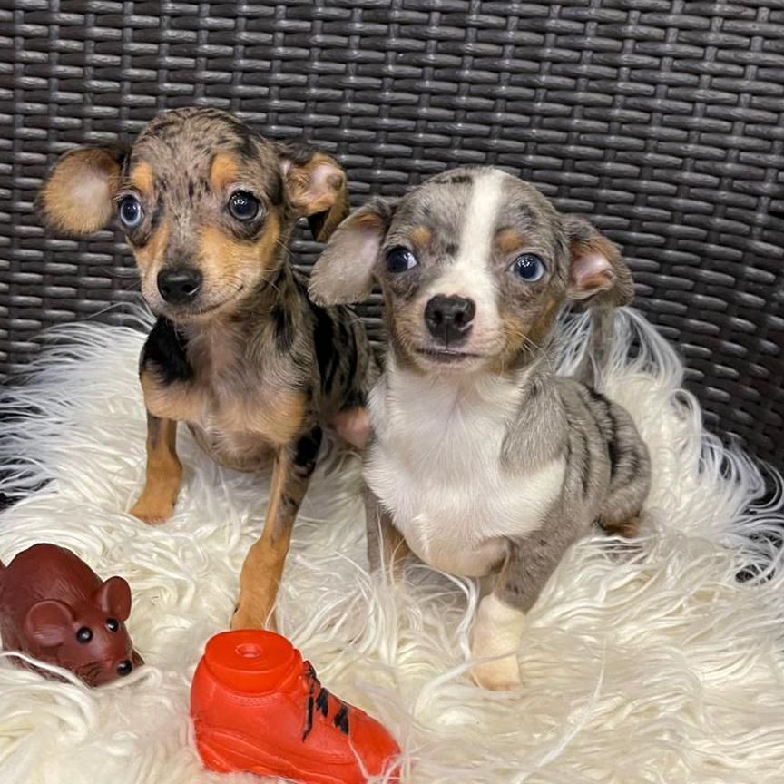 Цветные тойчики