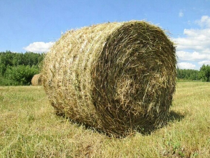 Сено урожай 2022