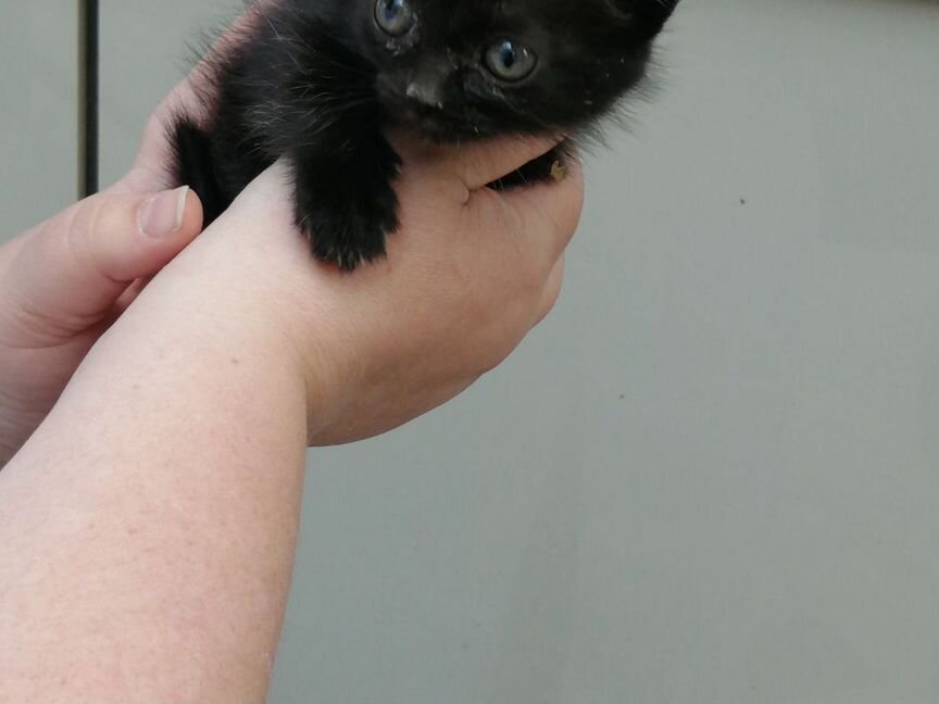Котёнок