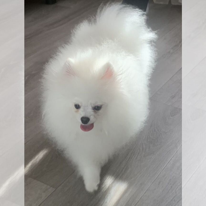 Немецкий шпиц