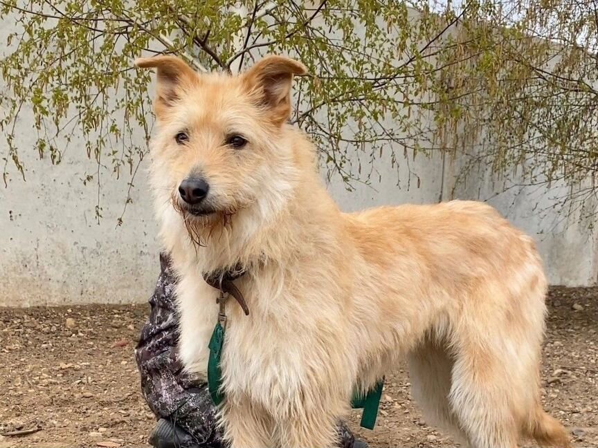 Самая нежная и милая собака Элли