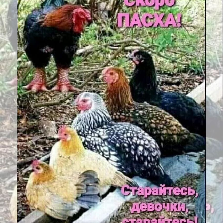 Куры домашние