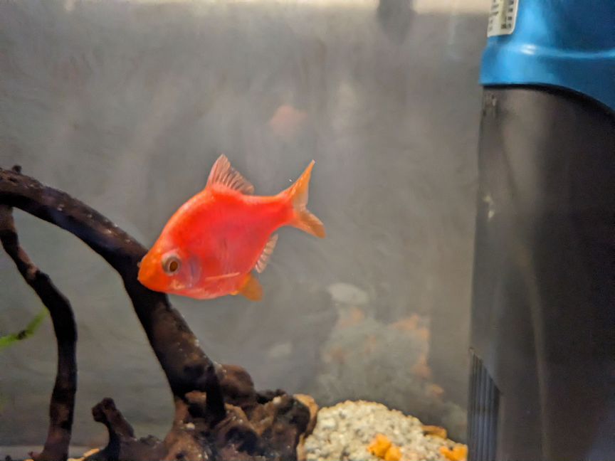 Аквариумные рыбки отдам бесплатно