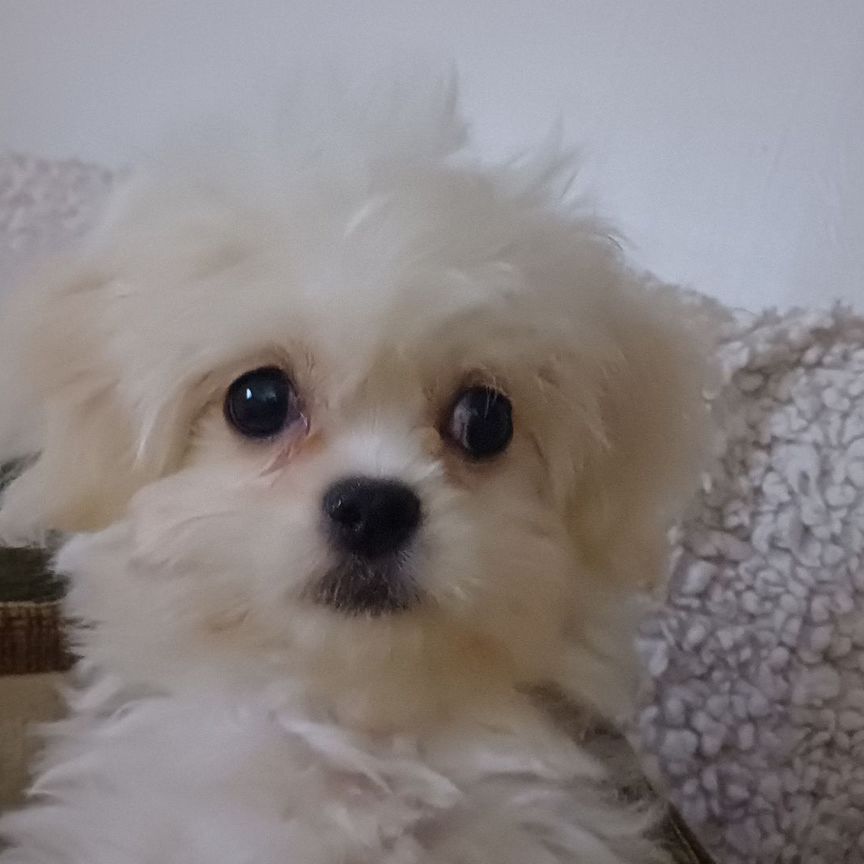 Мальтипу f1 девчуля