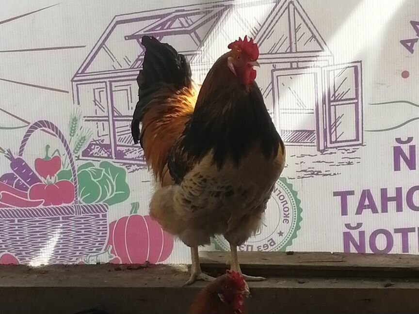 Петух породы доминант