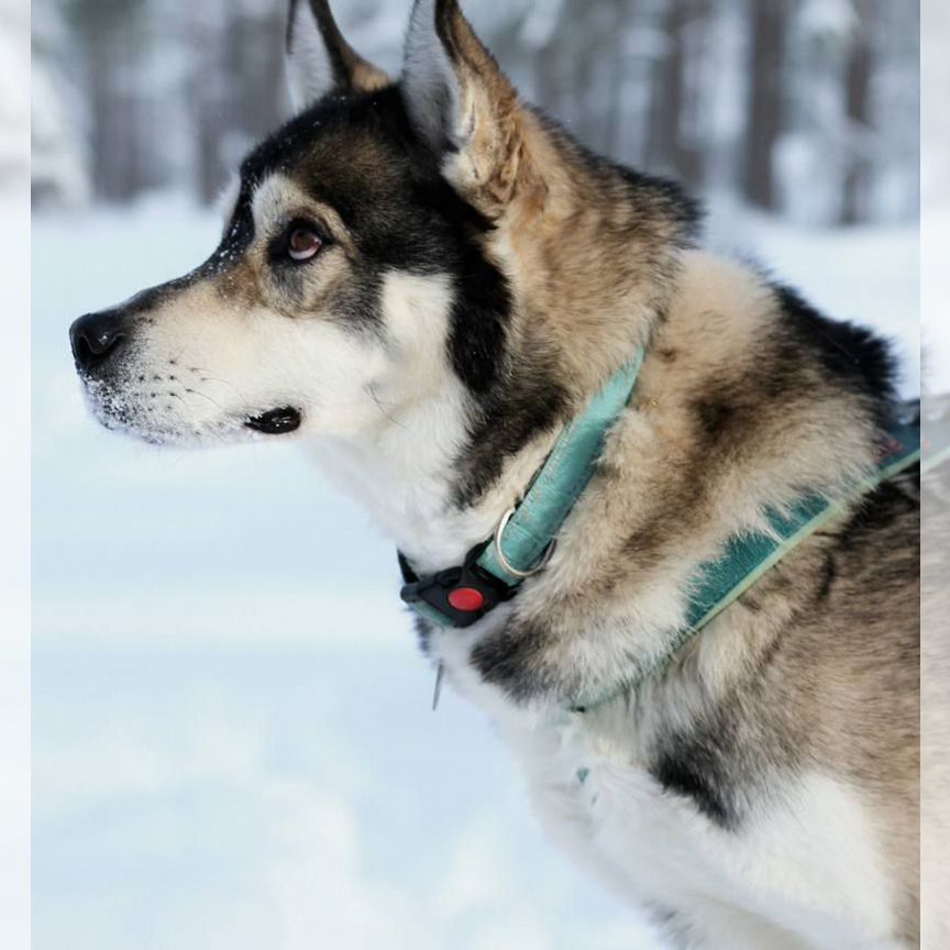 Взрослый пёс в добрые руки