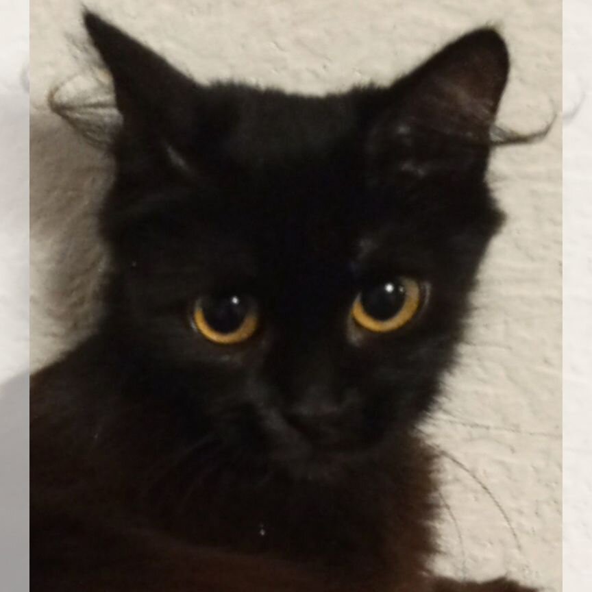 Отдам бесплатно кошку девочку