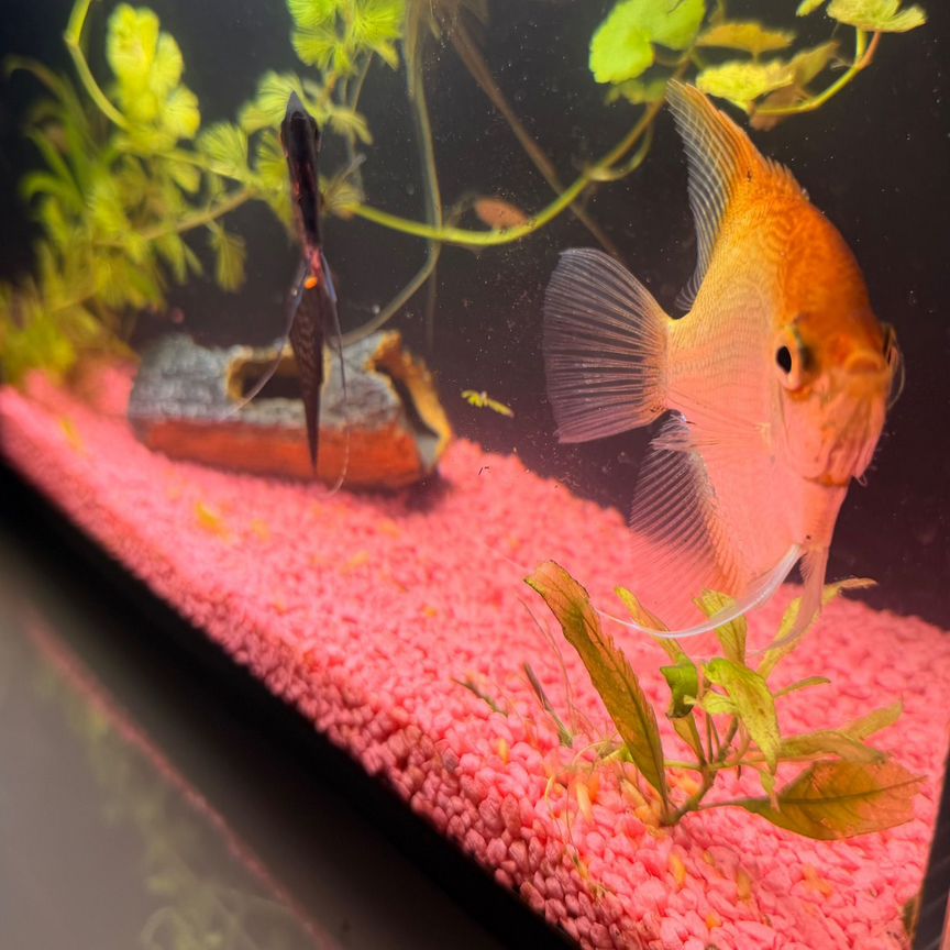 Умный аквариум Mijia SMART Fish Tank (MYG100) 20L