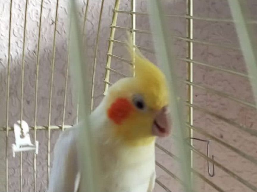 Попугай корелла