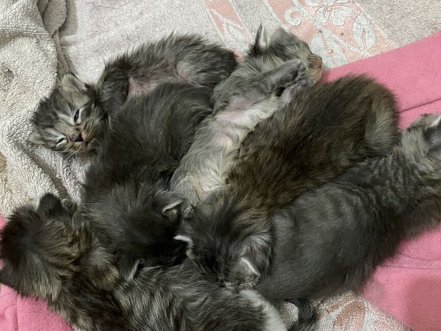 Котята мейн-кун