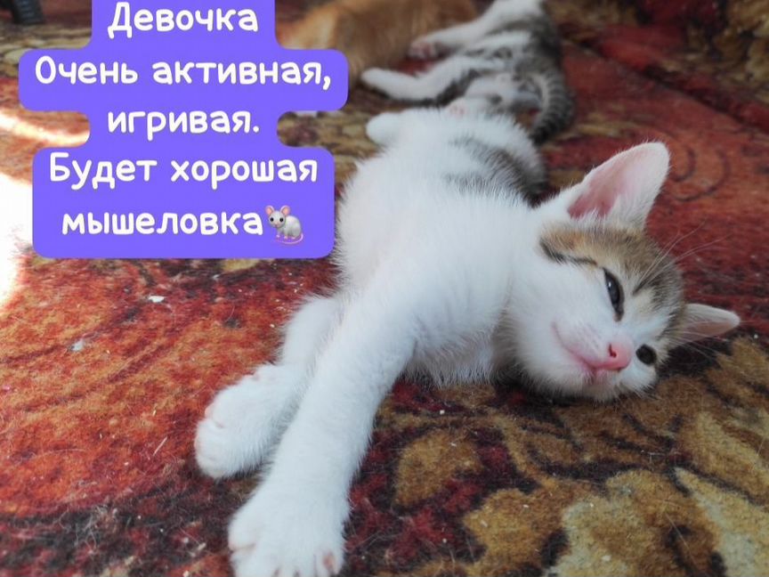 Котята в добрые руки