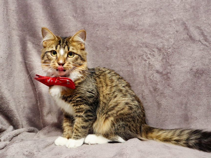 Котенок Чип ищет дом