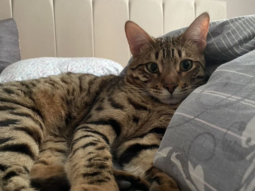 Кот помесь бенгала