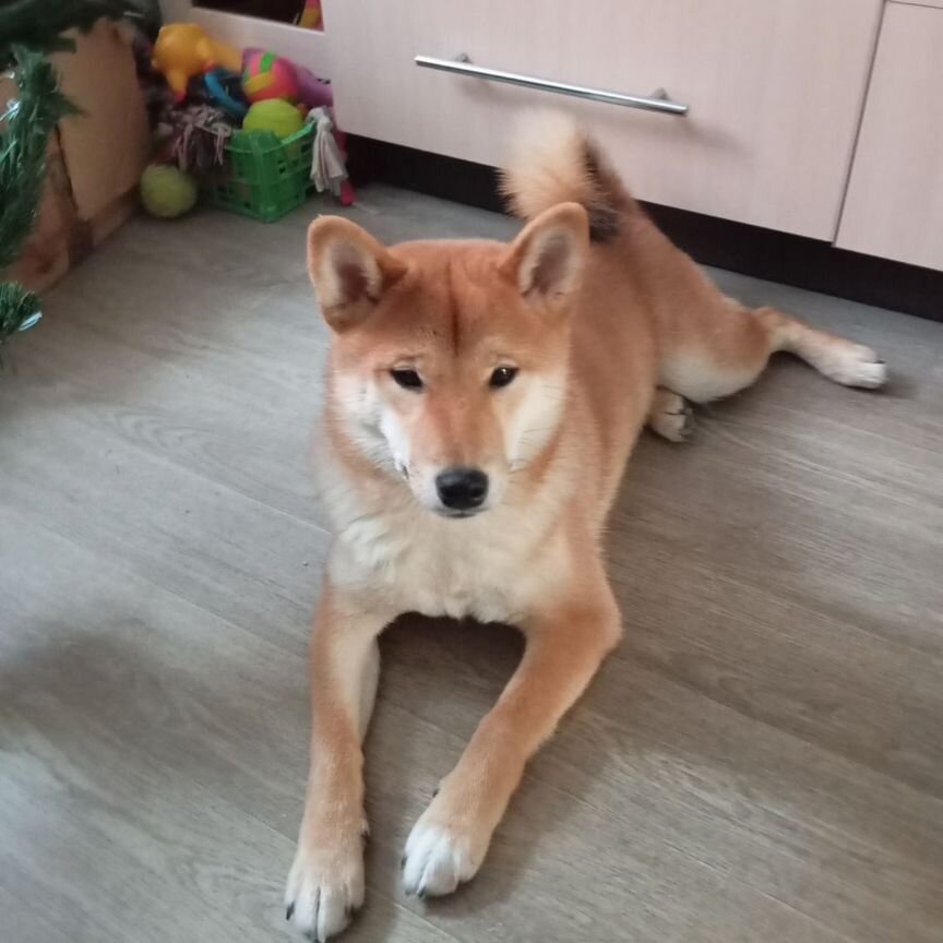 Щенки сиба ину