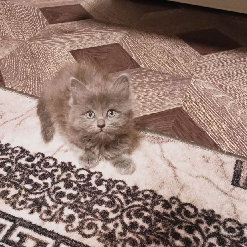 Котята в добрые руки, к лотку приучены, кушают все