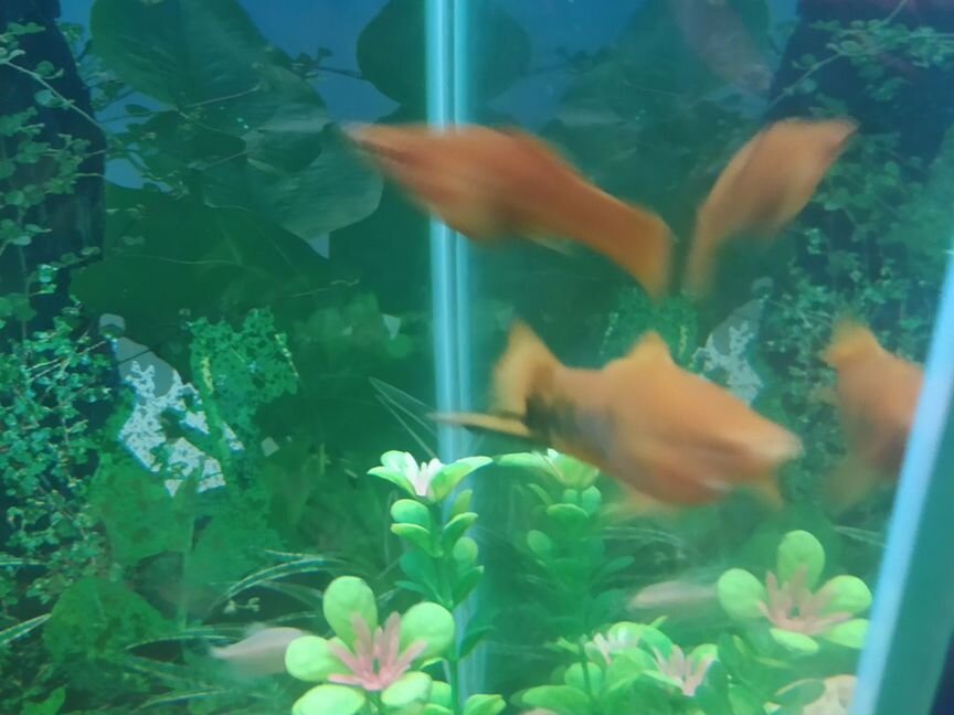 Меченосцы, барбусы