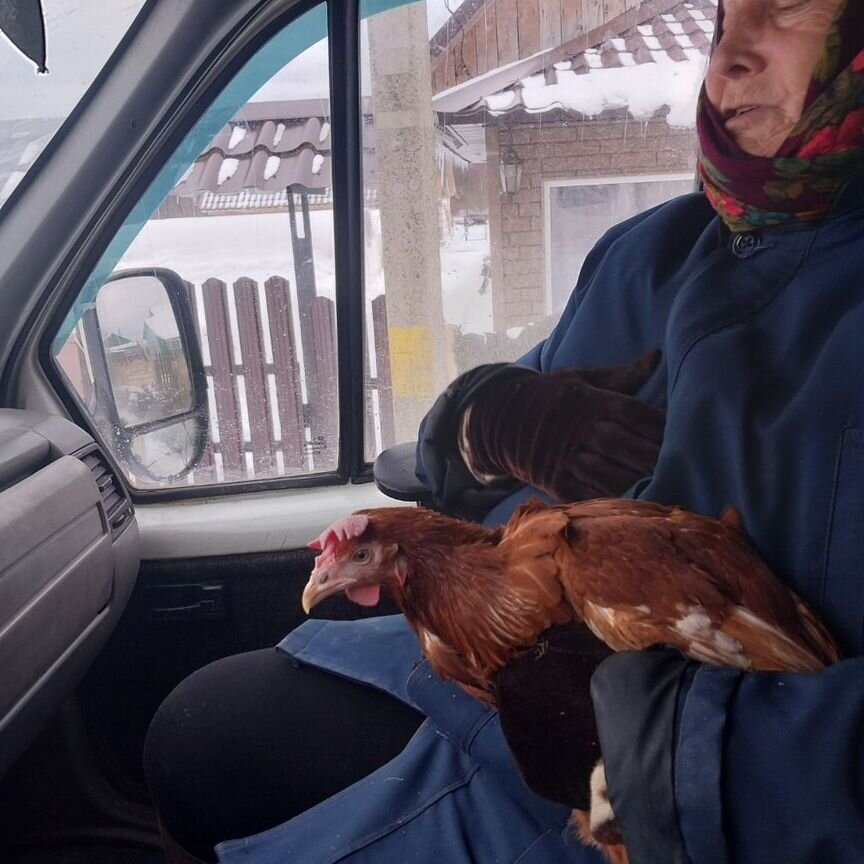 Куры несушки с доставкой