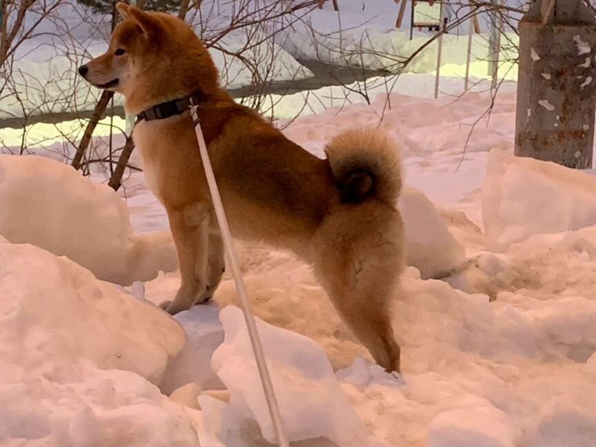 Сиба ину кобель вязка