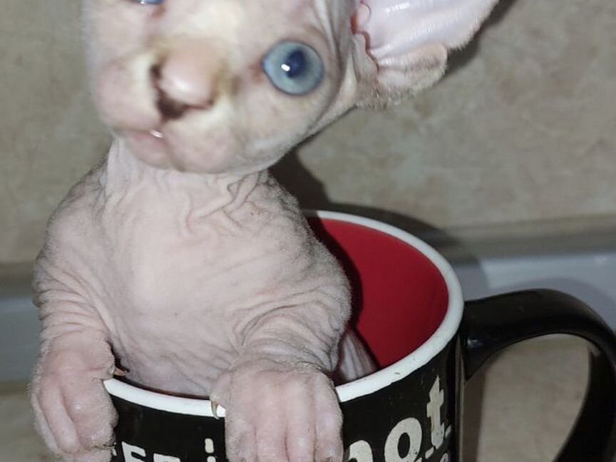 Канадский сфинкс Бамбино