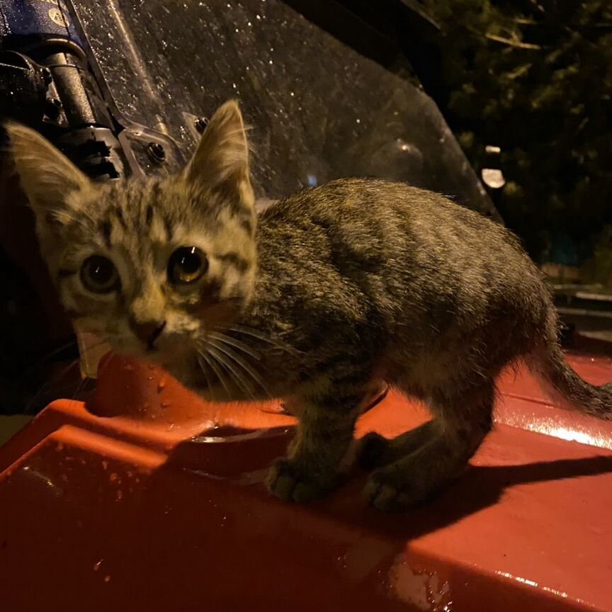 Котёнок в добрые руки