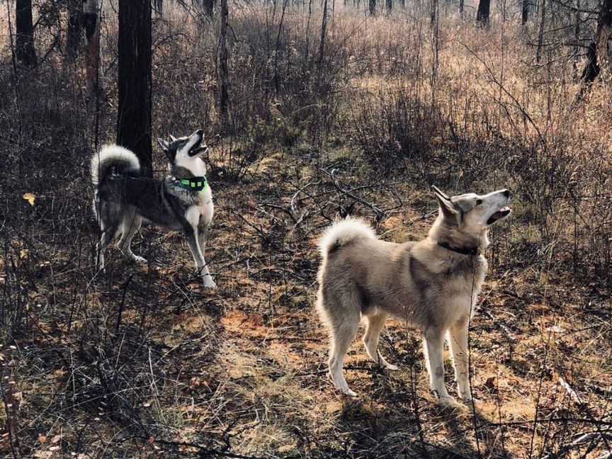 Западно сибирская лайка