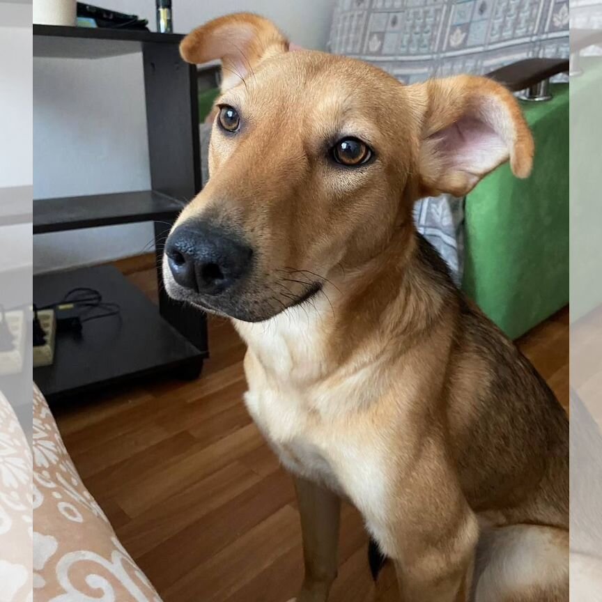 Взрослая собака в добрые руки