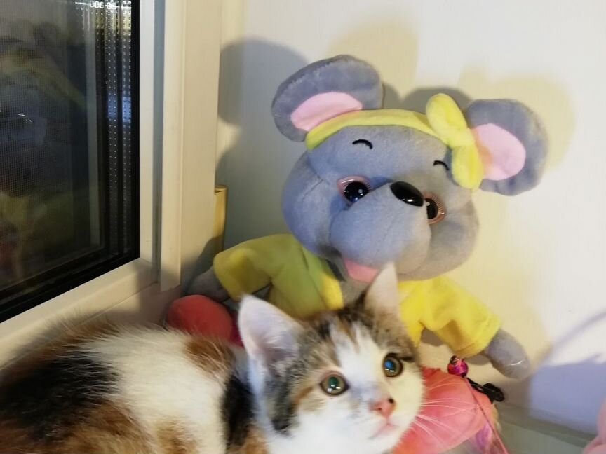 Котенок Шарлотта