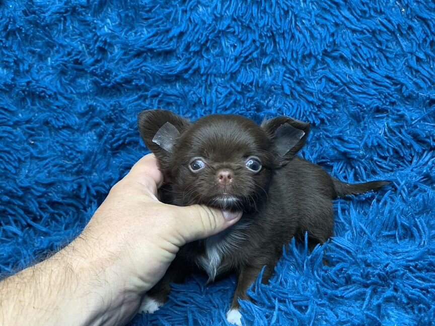 Шоко мальчик чихуахуа