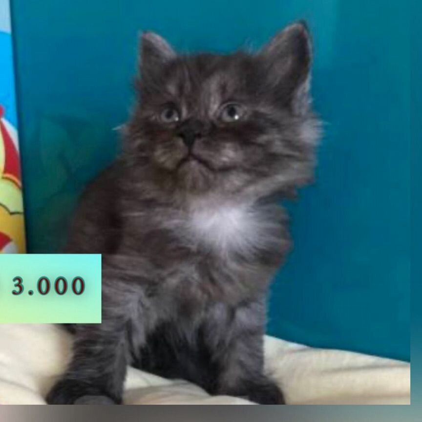 Сибирский котёнок