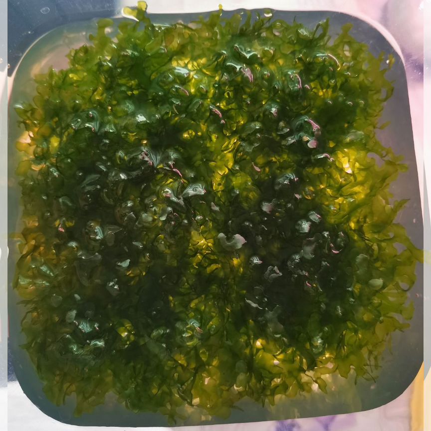 Ломариопсис